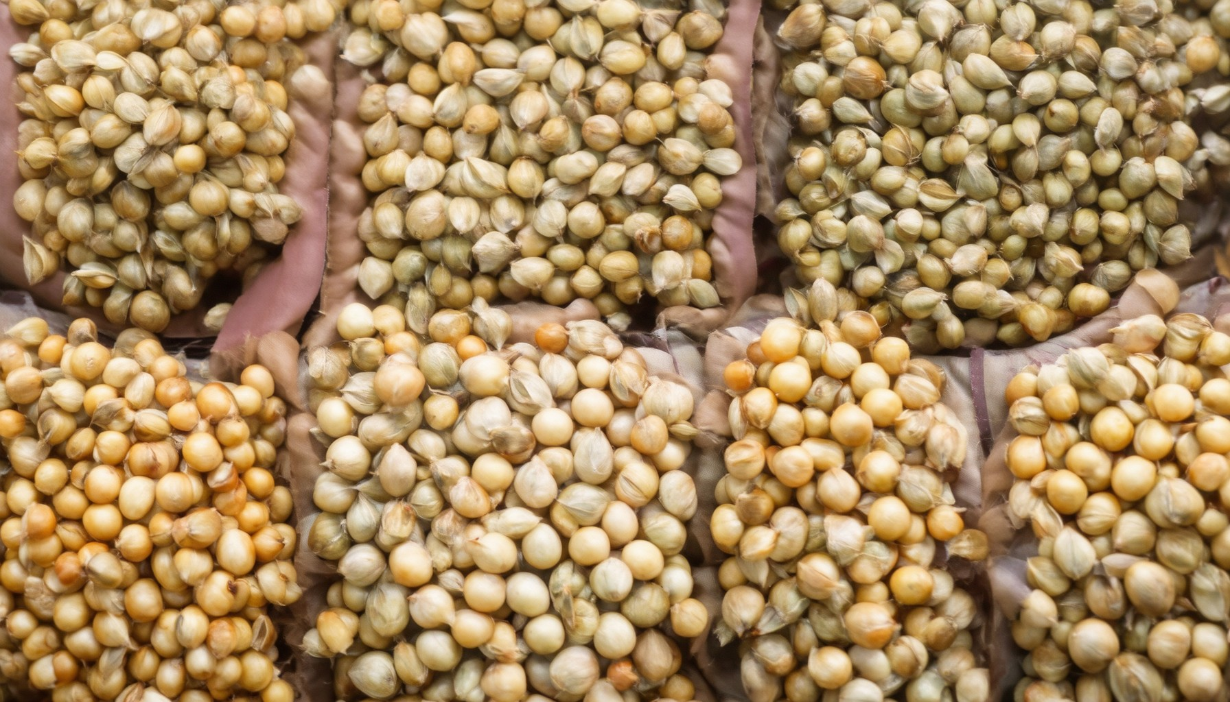 Historic Seed Varieties: Unveiling Their Unique Characteristics and ...